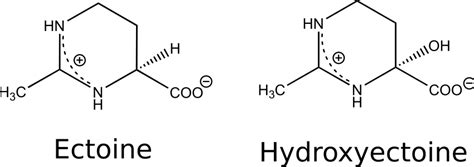 The Structural Formula Of Ectoine And Hydroxyectoine As Zwitterions
