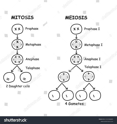 Mitosis Meiosis Diagram Cell Division Stock Vector Royalty Free