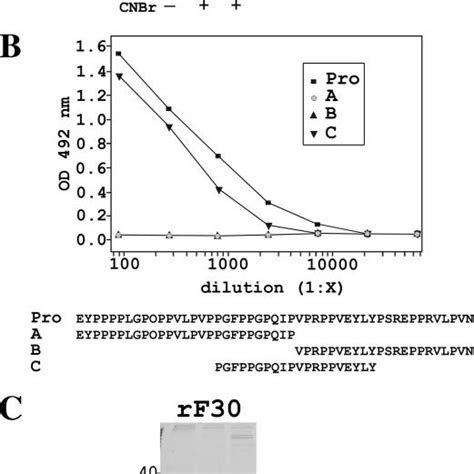 Schematic Diagrams Of The Domain Structure Of Fibrillin 1 And