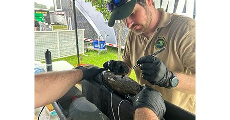 Pro Anglers Assist With Lake St Clair Smallmouth Bass Research