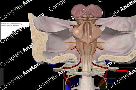 Superior Cerebellar Artery Complete Anatomy