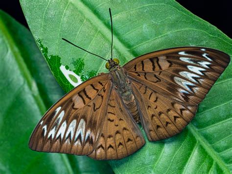 Butterfly Insect Winged Free Photo On Pixabay