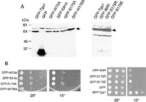 Functional Properties Of Tgs1 Point Mutants A Western Analysis Of