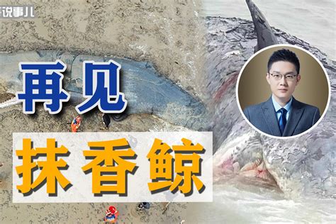 救助抹香鲸9天后发现一具尸体，渔民判断悲观，网友曾盼再也不见凤凰网视频凤凰网