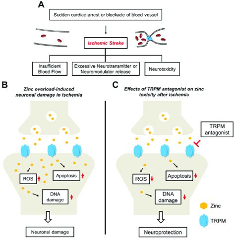 Proposed Cascades For The Neuroprotective Effects Of Trpm Antagonists