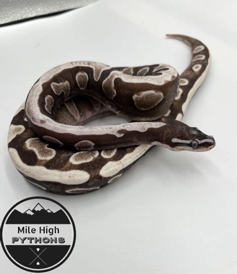 2019 Scaless Mojave Ball Python By Mile High Pythons