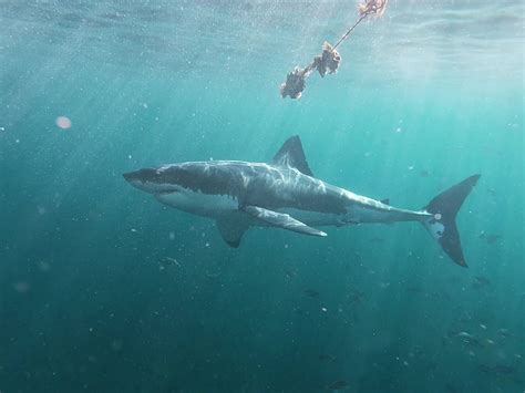 Cage Diving With Sharks In New Zealand All You Need To Know