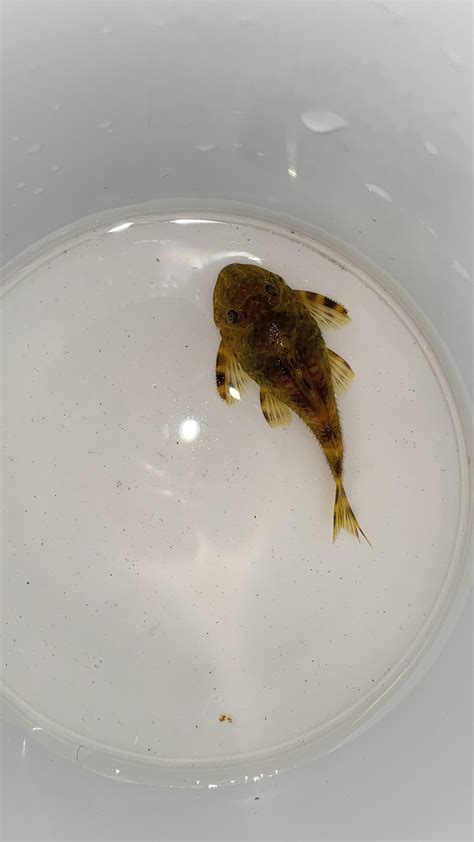 Are Are The Sex Of These Clown Plecos Rpleco