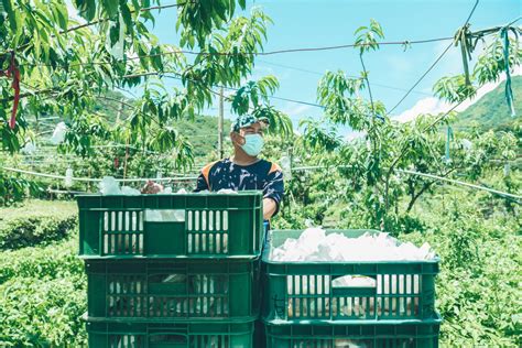 【桃園復興 • 拉拉山媽媽桃yaya桃】前往媽媽桃產地爺亨部落和哈嘎灣部落，吃一口泰雅族媽媽和農友們細心栽種的媽媽桃。（內附線上展售訂購資訊