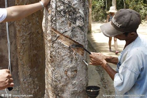 坚朗 X 杰西卡的世界 ｜ 关于乳胶的数字秘密橡胶树