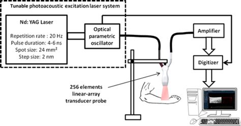 Linear Array Based Photoacoustic Imaging Of Human Microcirculation With