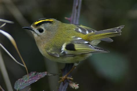Goldcrest Birdwatch Ireland
