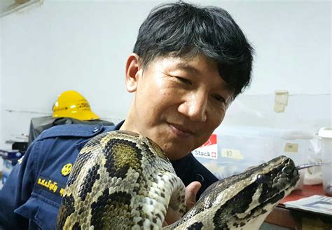 Python Kills Man