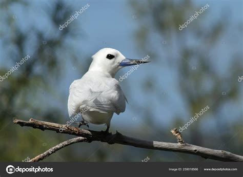 White Frigate Bird Gygis Alba Resting Perched Branch Casuarina Tree