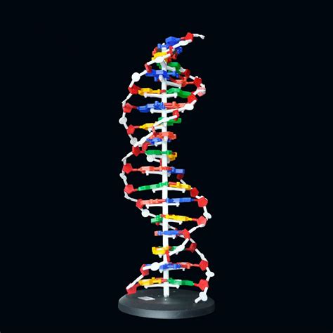 Dna Double Helix Paper Model My Xxx Hot Girl