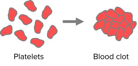 Platelets Diagram Gcse