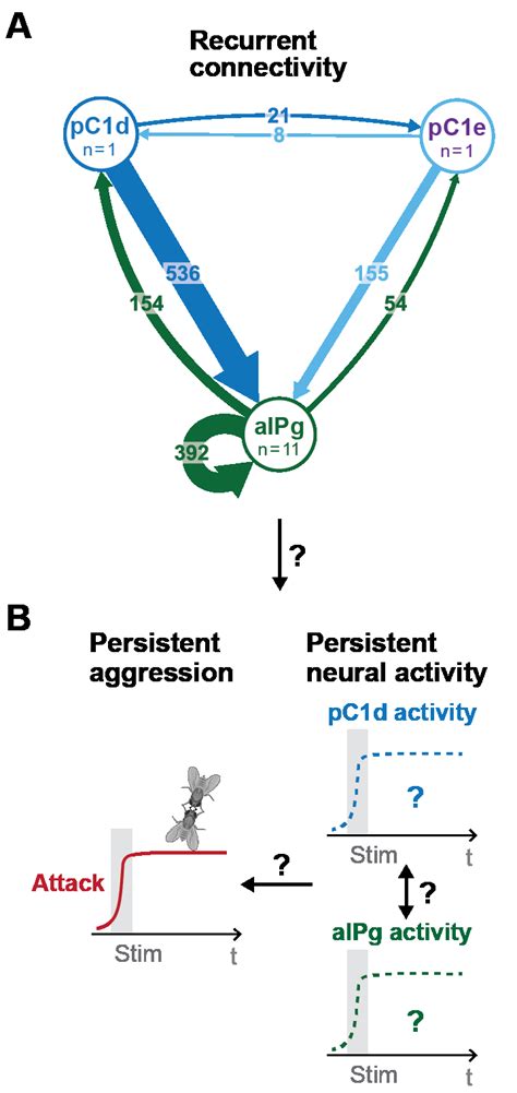 Proposed Model For Persistent Aggressive Behavior In Females Recurrent