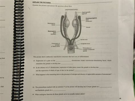 Study Guide Chapter Structure And Function Of The Reproductive