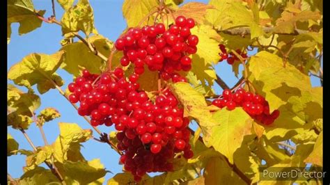 Калина символ України пізнавальний розвиток Youtube