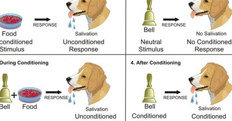 Teoría Del Condicionamiento Clásico De Ivan Pavlov