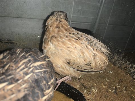 May Someone Please Identify There Sex R Quails