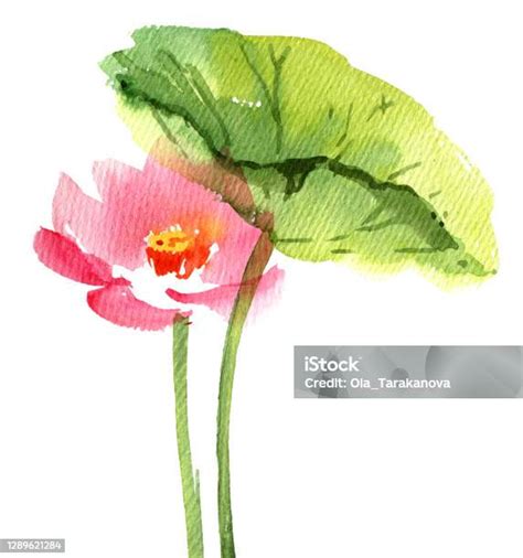 수채화 백합 연꽃 연꽃과에 대한 스톡 벡터 아트 및 기타 이미지 연꽃과 수묵화 수채화 Istock
