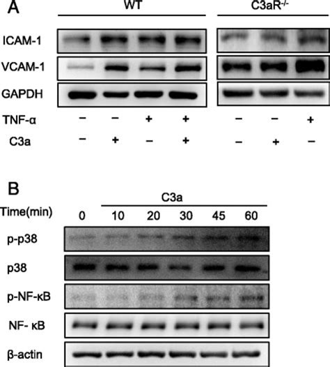 C3a Stimulates Primary Brain Endothelial Activation And Signaling Download Scientific Diagram