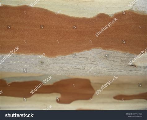 Tree Brown Texture Beautiful Pattern Stock Photo Shutterstock