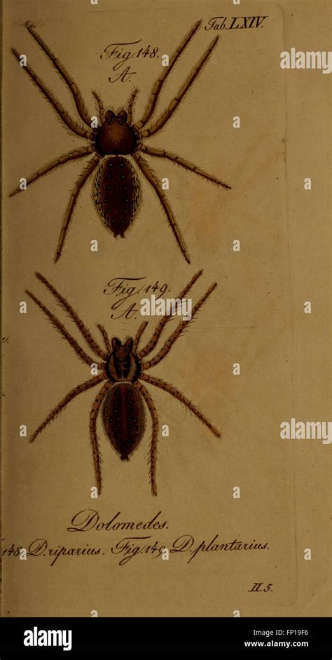 Die Arachniden Is A Work Focused On Arachnids Illustrating Different Species With Detailed