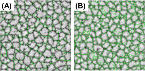 effect of the filter offset on the cells segmentation a under