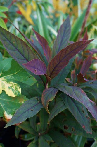 Callicarpa Pearl Glam® Pp28312 Pearl Glam® Beautyberry Plant Lust
