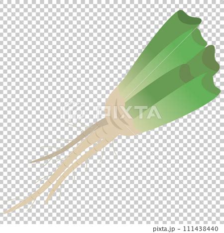 ほうれん草の根のベクターイラストのイラスト素材 111438440 PIXTA