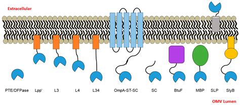 Bioengineering Free Full Text Different Strategies Affect Enzyme