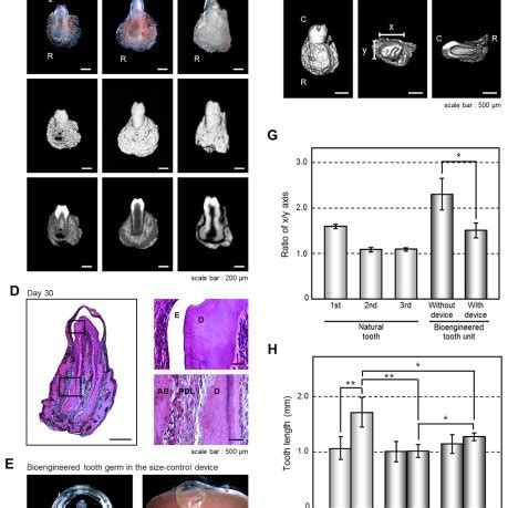 PDF Functional Tooth Regeneration Using A Bioengineered Tooth Unit As A Mature Organ