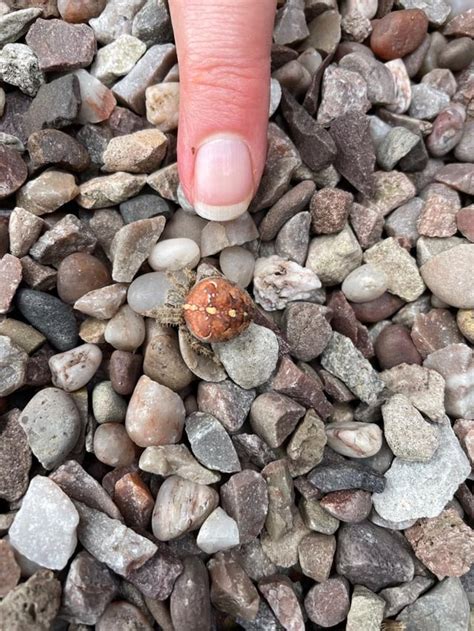 🔥 Rare Leucistic Echidna In Tasmania Dropping Something Rholup