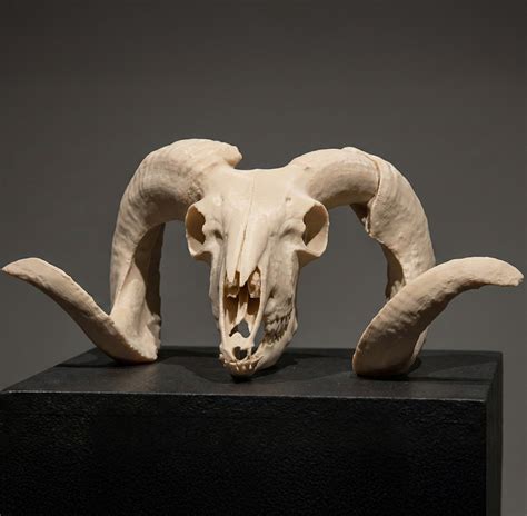 💀 European Mouflon Skull 3d Print File Horned Ram Skull 3d Model