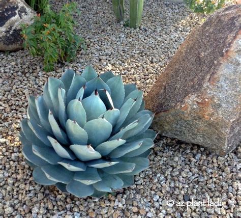 26 Drought Tolerant Nevada Gardens Ideas Desert Garden Desert