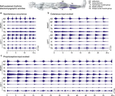 Self Sustained Rhythmic Patterns Of Electromyographic Activity In Download Scientific Diagram