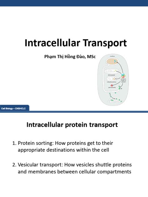 1 Lecture Intracellular Protein Transport Pdf Protein Targeting