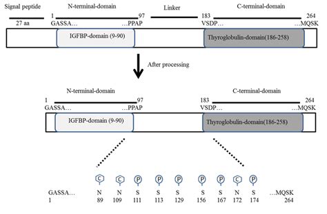 Schematic Diagram Of Insulin Like Growth Factor Binding Protein 3