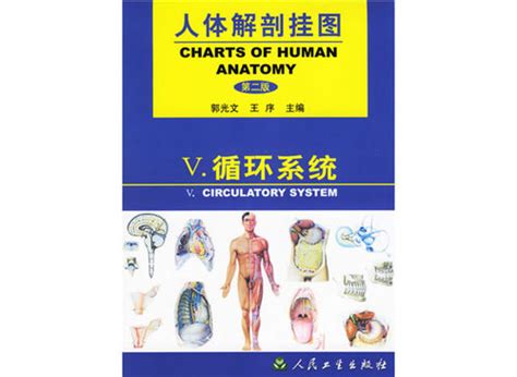循环系统挂图 上海学育科教设备有限公司