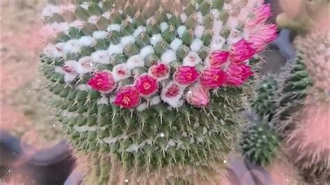 예쁜다육이들 선인장 식물 Youtube
