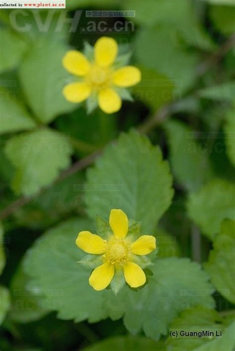 Duchesnea Indica Andr Focke