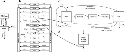 Schematic Structural Pbpkpd Model Representation A Pbmc Effect