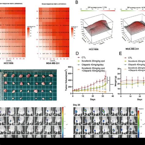 Bufalin Induces Apoptosis In Triple Negative Breast Cancer Cells A Download Scientific