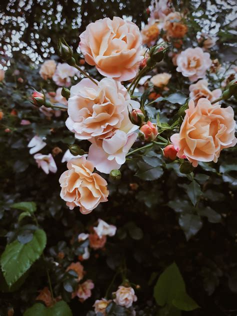 Flowers R Flowers