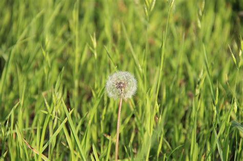 Löwenzahn Natur Pusteblume Kostenloses Foto auf Pixabay Pixabay