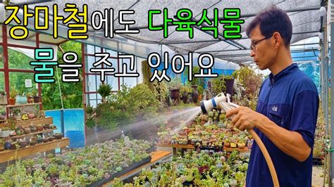 여름 다육식물 물주기 너무 무서워 하지 마세요 Youtube