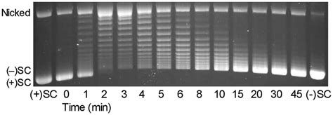 Escherichia Coli Gyrase Removes Positive Supercoils More Rapidly Than
