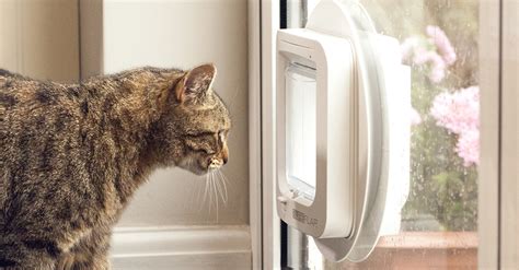 8 Ways To Create A Cat Friendly Garden